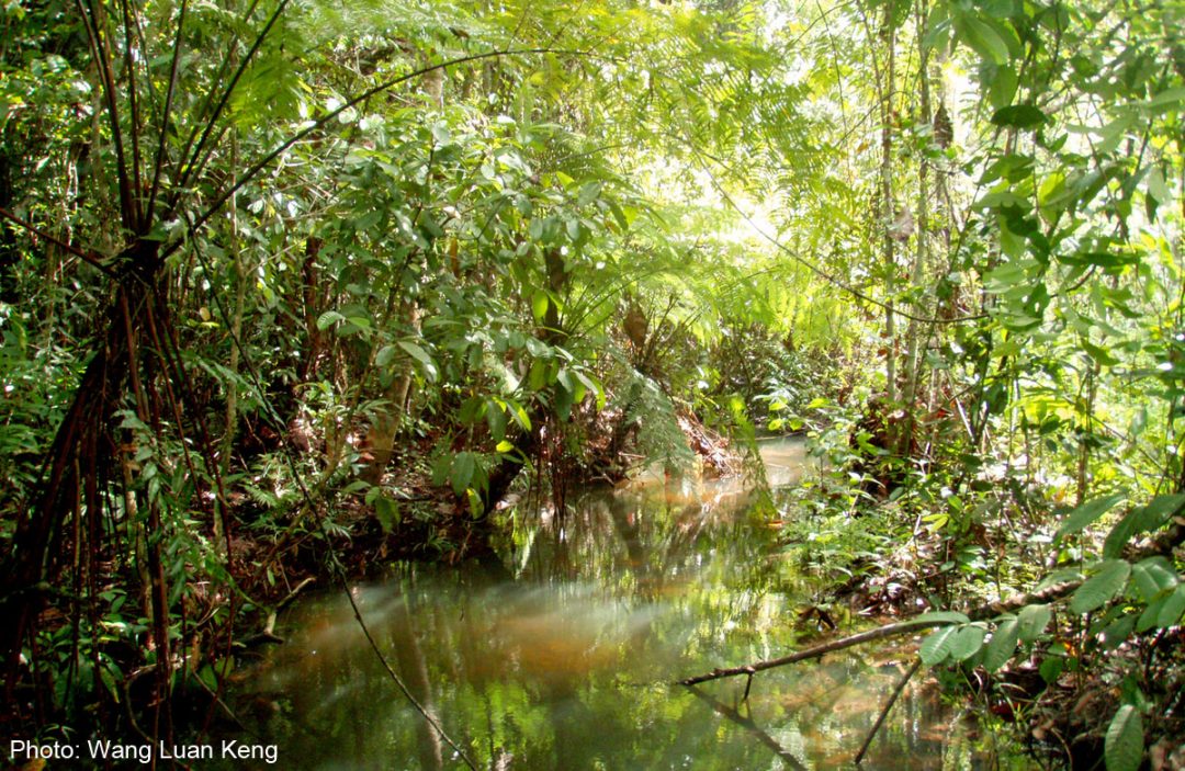 Discovering a resilient and hyperdiverse midge fly fauna in a ...