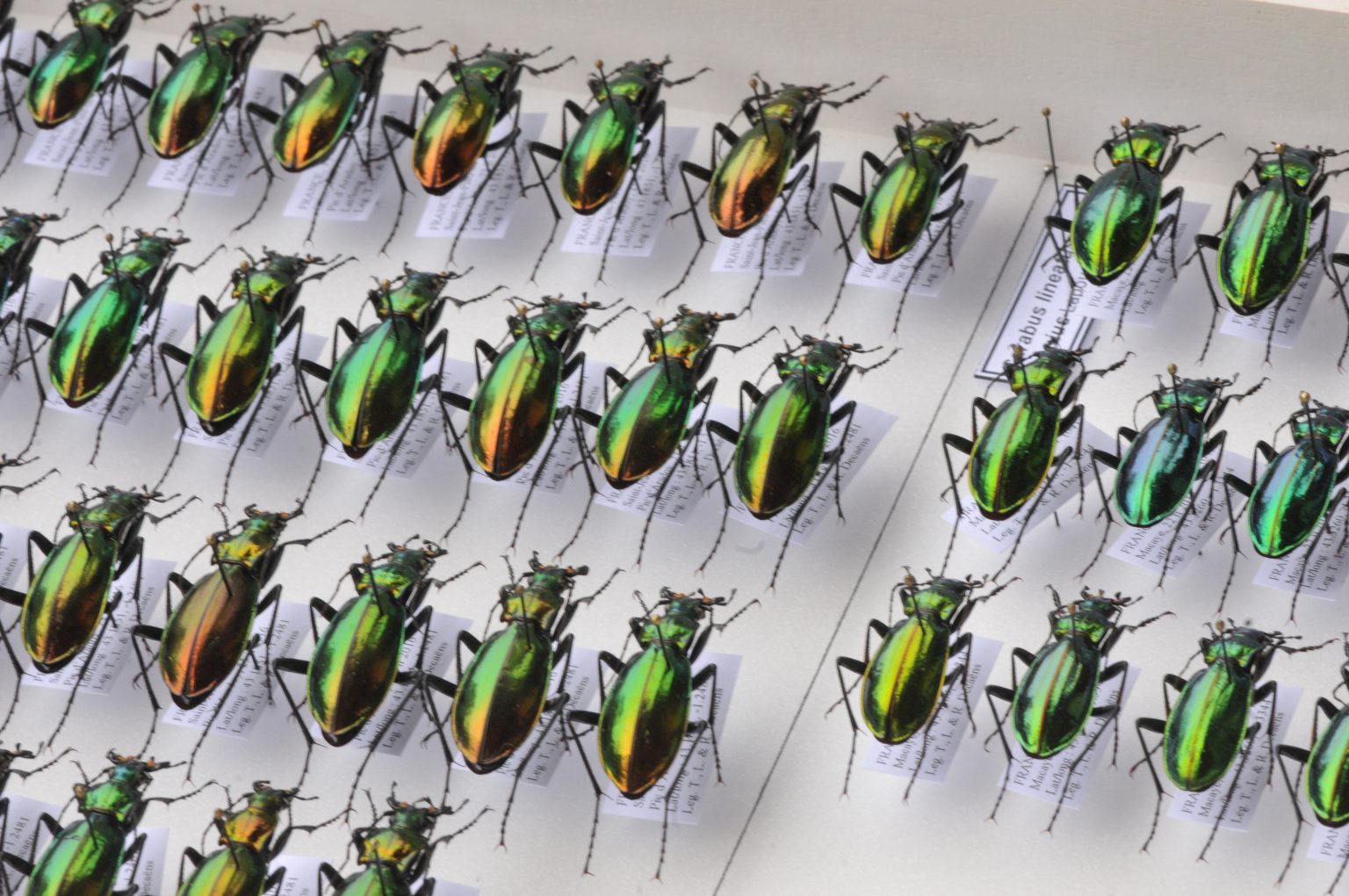 International Barcode of Life – Illuminate Biodiversity